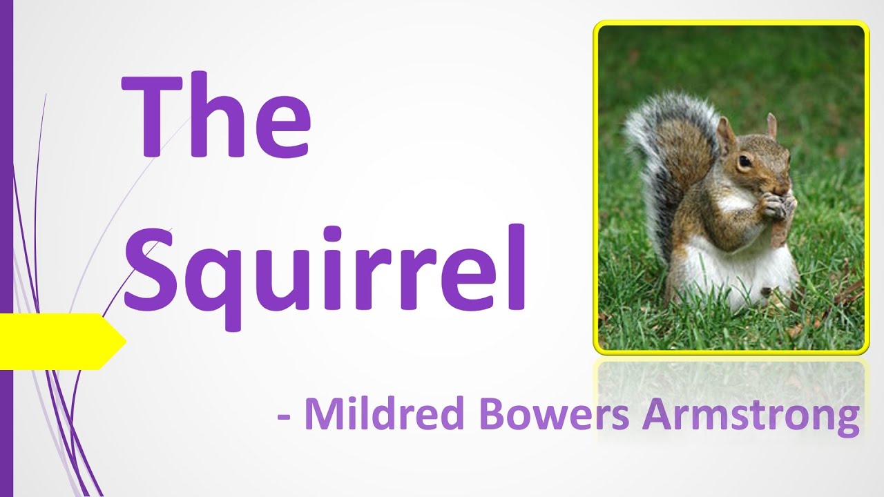 The Squirrel | Mildred Bowers Armstrong | class 7 | poem | cbse | ncert ...