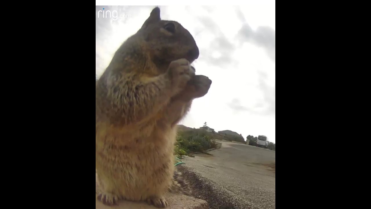 NO! NO! I SAID NO!!! #Squirrel #Squirrels #animal #AnimalLovers #silly ...