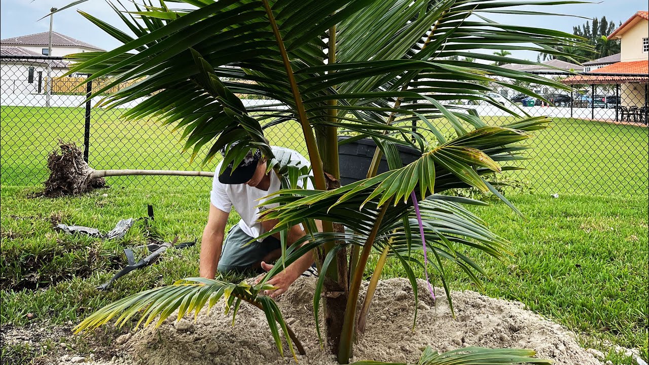 Biggest Mistakes Planting Coconut Trees - YouTube