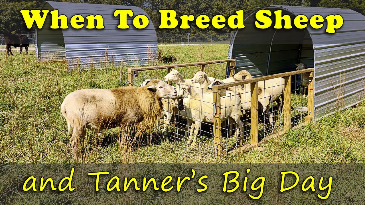 The Best Time to Breed Sheep (and Why It Matters) - YouTube