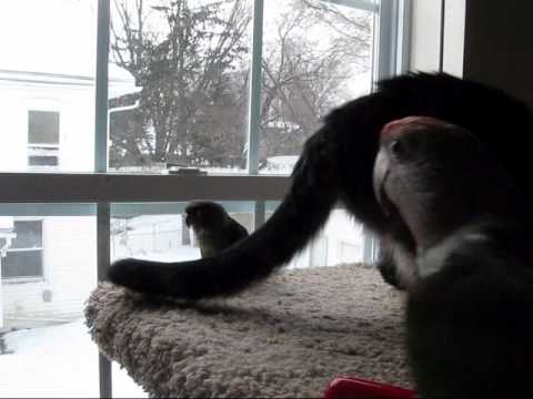 tail thumping - YouTube