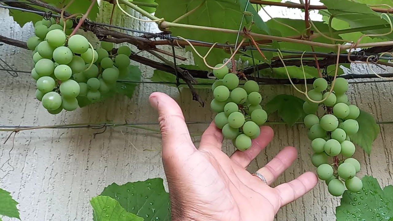 Videira Cultivada em Vaso produzindo video 02, 2021 - YouTube