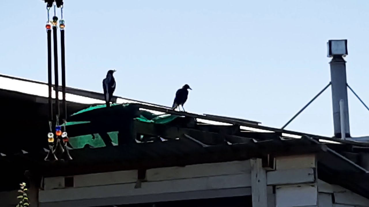 EMMA'S CRAZY MAGPIE MATES.. - YouTube