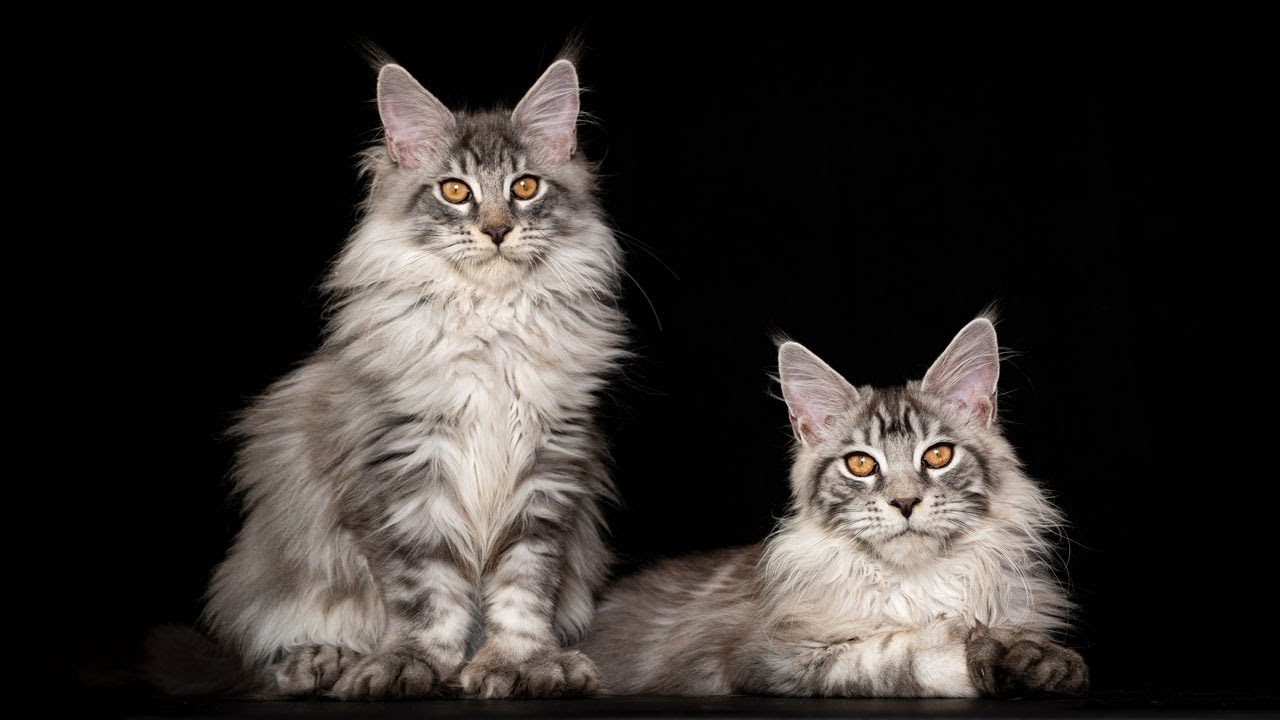 4-month old Maine Coon twin brothers. - YouTube