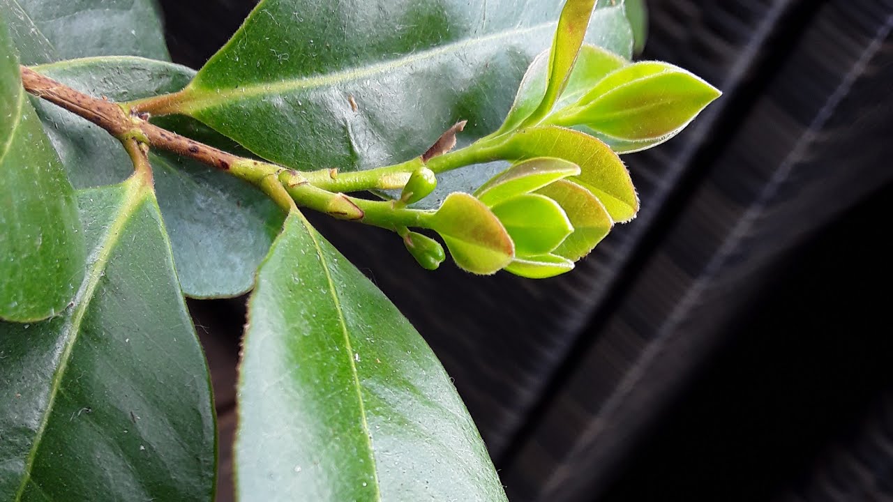 I spy with my little eye, strawberry guava embryo flower buds 😁😁 - YouTube