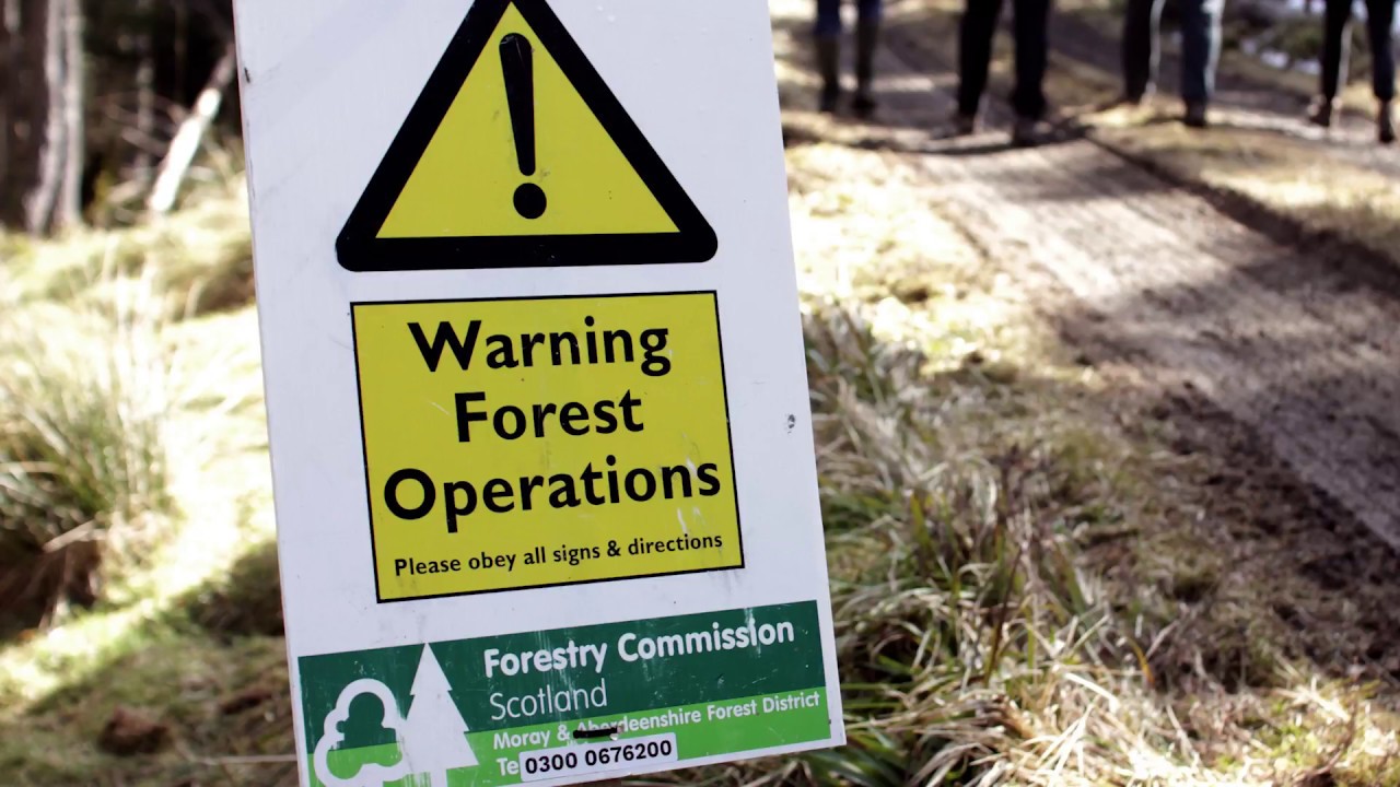 Protect Scottish wildcats from Forestry Commission logging; sign the ...