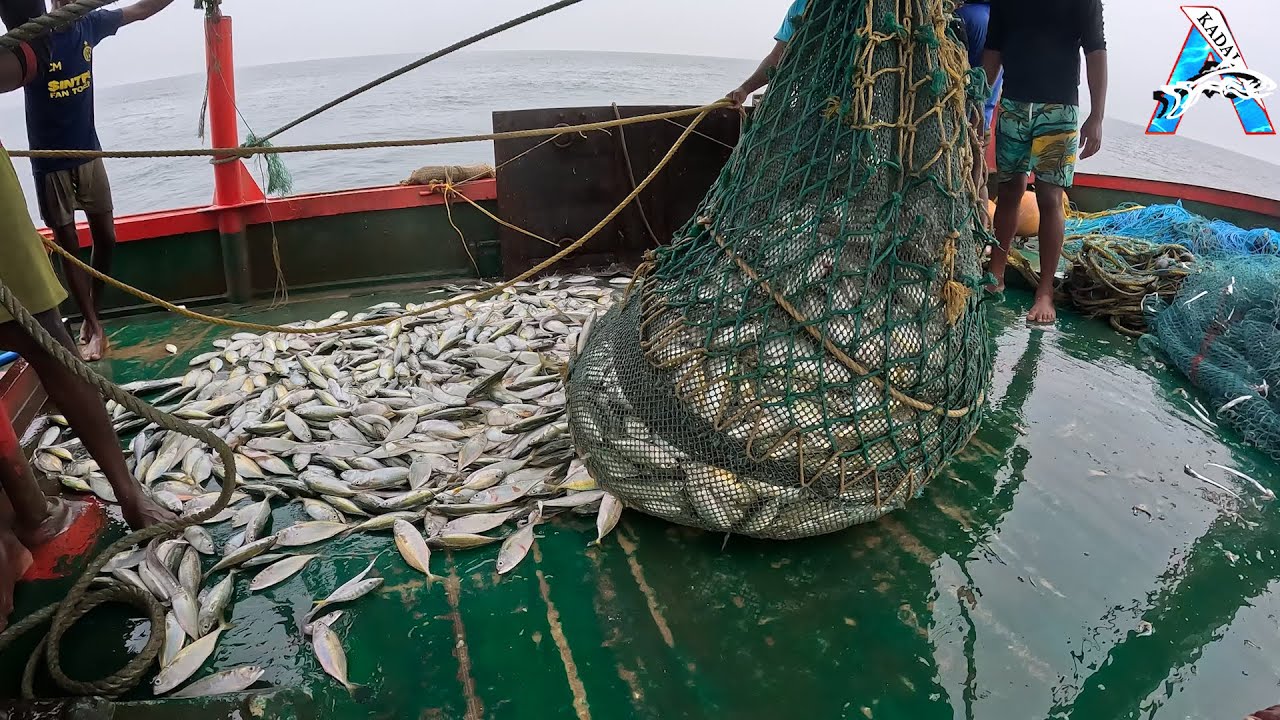 Amazing Big Fishing Catching Skill, Net Fishing in The Sea | @FISH_TV ...