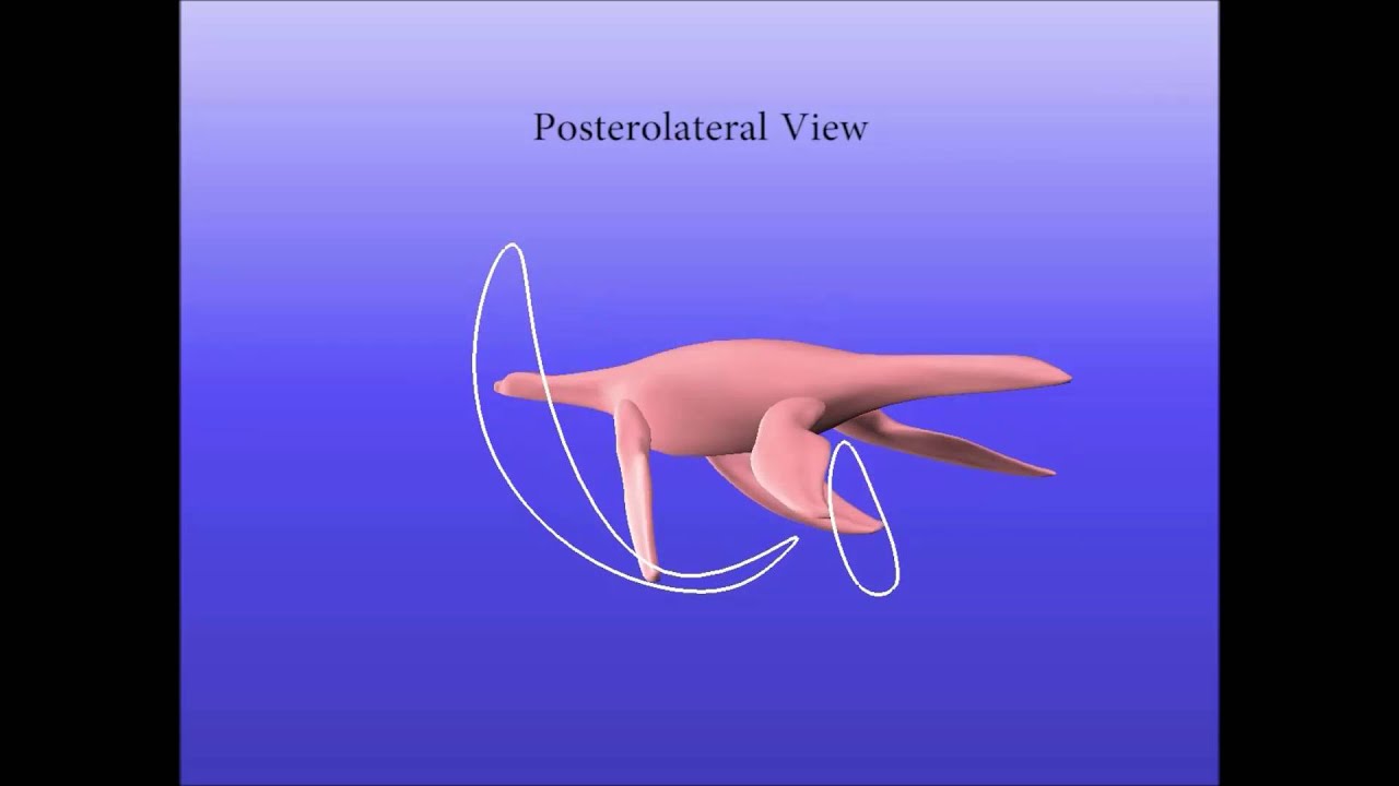 Computer Simulations Imply Forelimb-Dominated Underwater Flight in ...