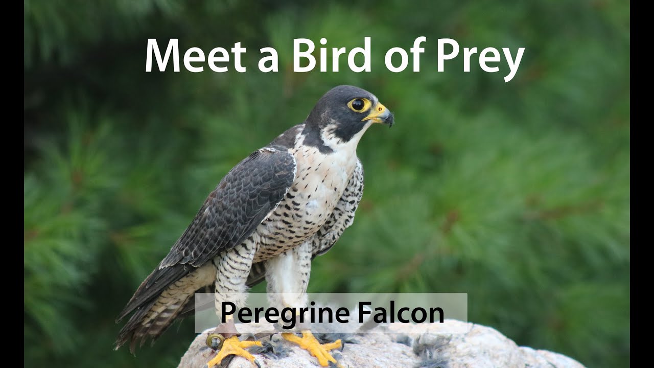 Meet a Bird of Prey - Peregrine Falcon - YouTube