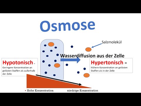 Osmose [Biologie, Oberstufe] - Passiver Stofftransport (durch die Biomembran) 2/2
