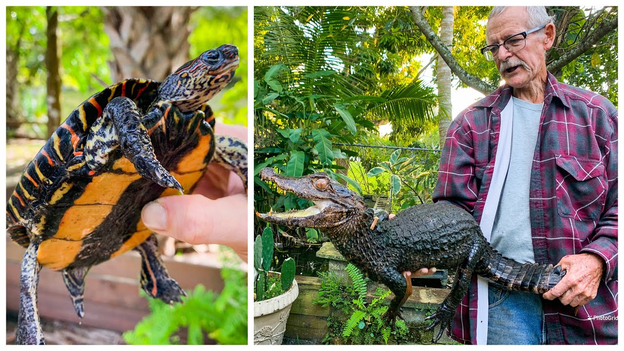 Bringing Fred a New Turtle from Kamp Kenan!! - YouTube