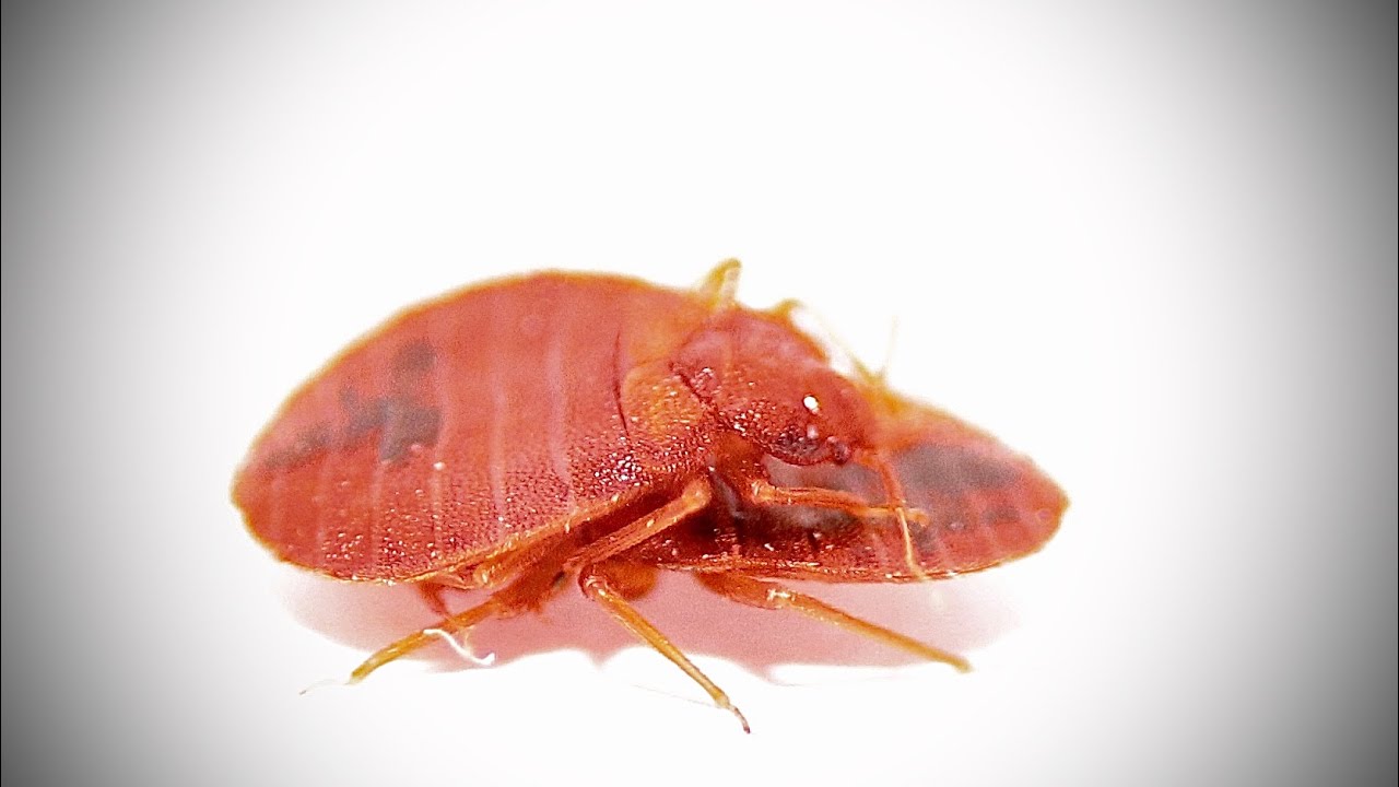 cimici dei letti, come riconoscerle ed eliminare, punture insetti ...