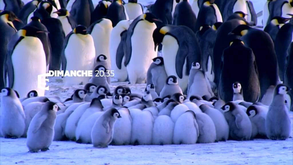 Bande-annonce France 5 - Une vie de manchot - YouTube