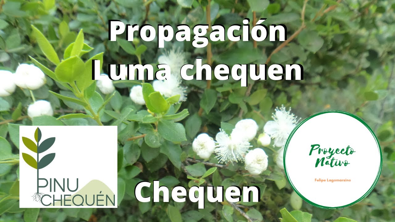 Proyecto Nativo, propagación de Luma chequen con Pinu_Chequen, en ...