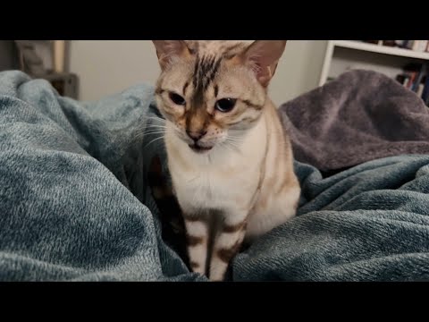 Quiet little cuddle kitty has the BEST meows! - YouTube