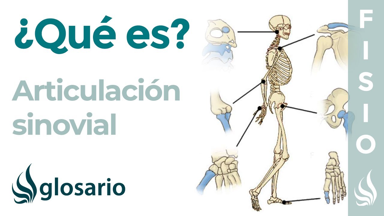 Articulación SINOVIAL | Qué es, partes, tipos y movimientos - YouTube