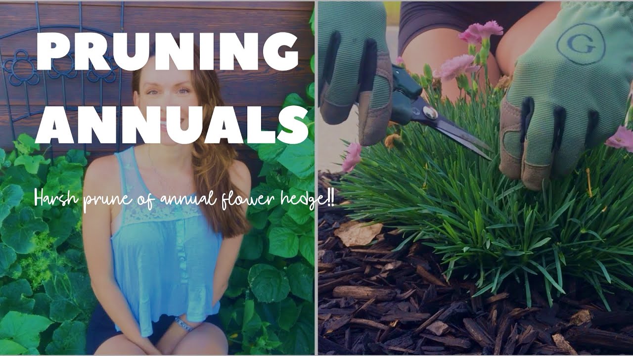 Gardening Hack: Prune Annual Alyssum Into a Gorgeous Hedge! Pruning ...