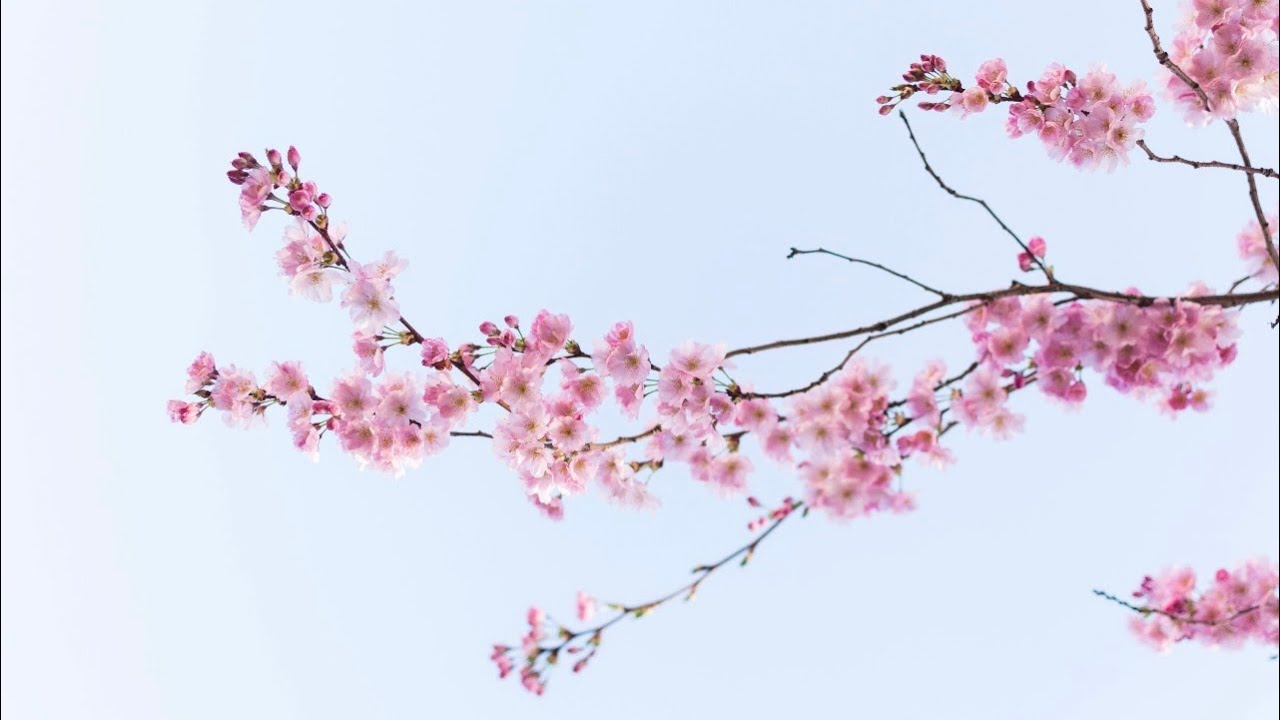 Rovalio - tum na ho ft. Hasham (Official Audio) - YouTube