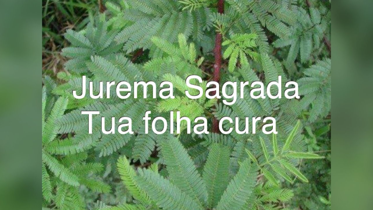 Jurema Sagrada - sua folha cura - YouTube