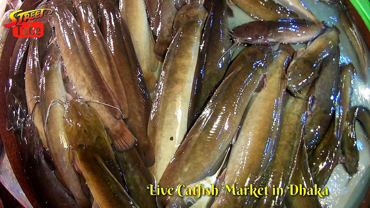 Indian Torrent Catfish in Dhaka Fish Market Bangladesh | Dhaka Street ...