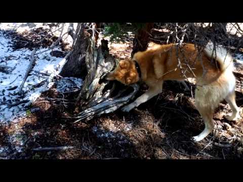 West Siberian Laika (западно-сибирская лайка) \