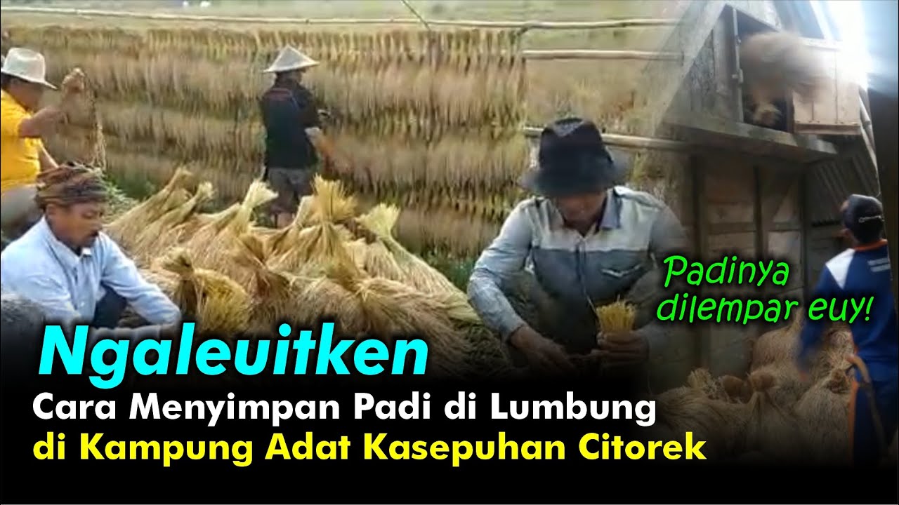 Tradisi Ngaleuitkeun, Cara Menyimpan Padi di Lumbung di Kampung Adat ...
