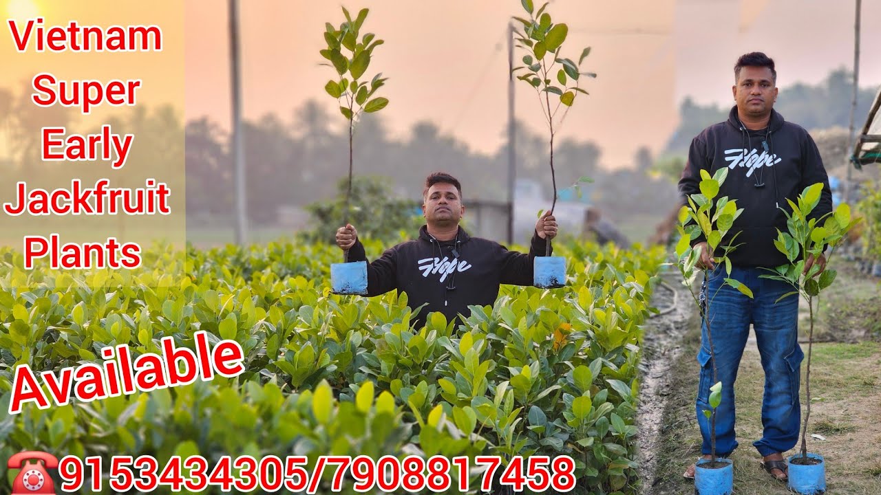 Vietnam Super Early Jackfruit (Baramasi Kathal) Plants Available - YouTube