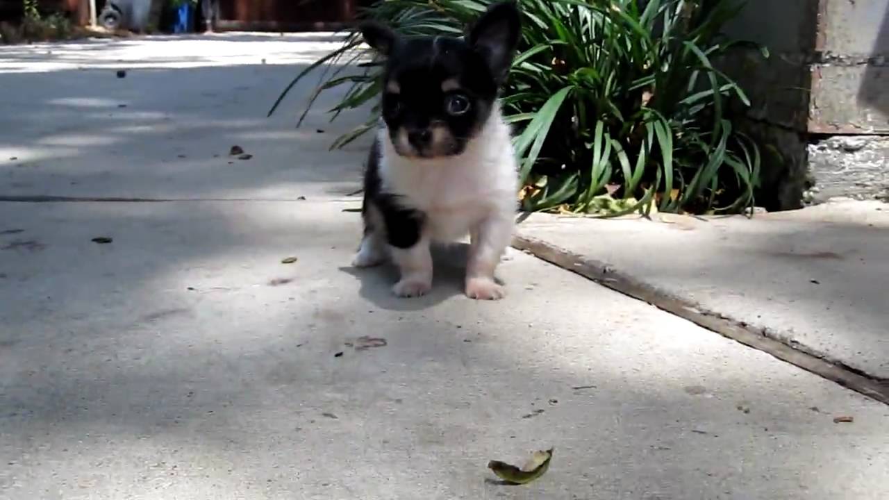 Ruby Rabbit howling - YouTube