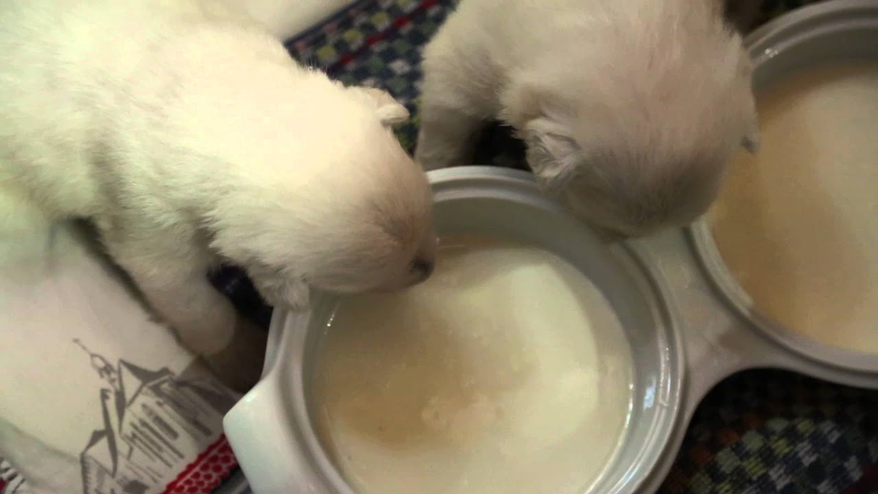 01/06/2015 : Les petits apprennent à laper... - YouTube