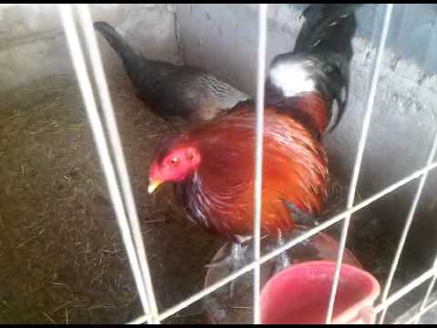 topa de gallos rancho Cubilete - YouTube