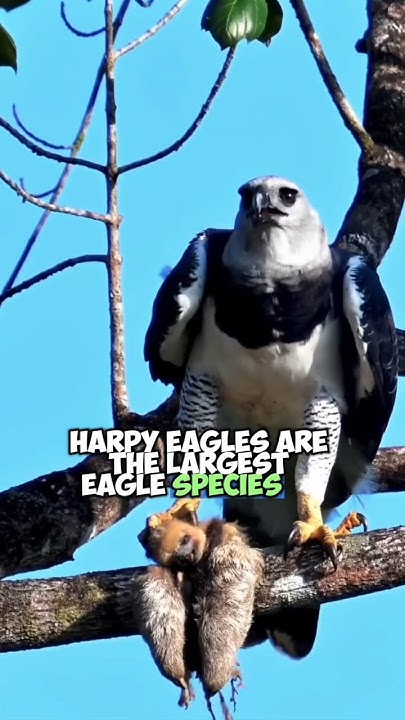 Harpia Eagle: Hunting Monkeys and Sloths in the Amazon Rainforest - YouTube