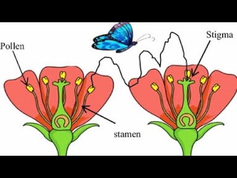 Pollination, Geitonogamy and Xenogamy 🦋 - YouTube