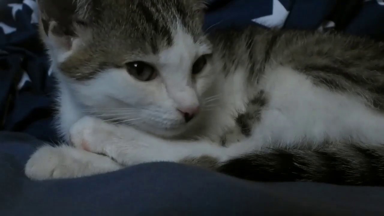 SLEEPY and CLUMSY CATS compilation you don't want to miss. Cat purring ...