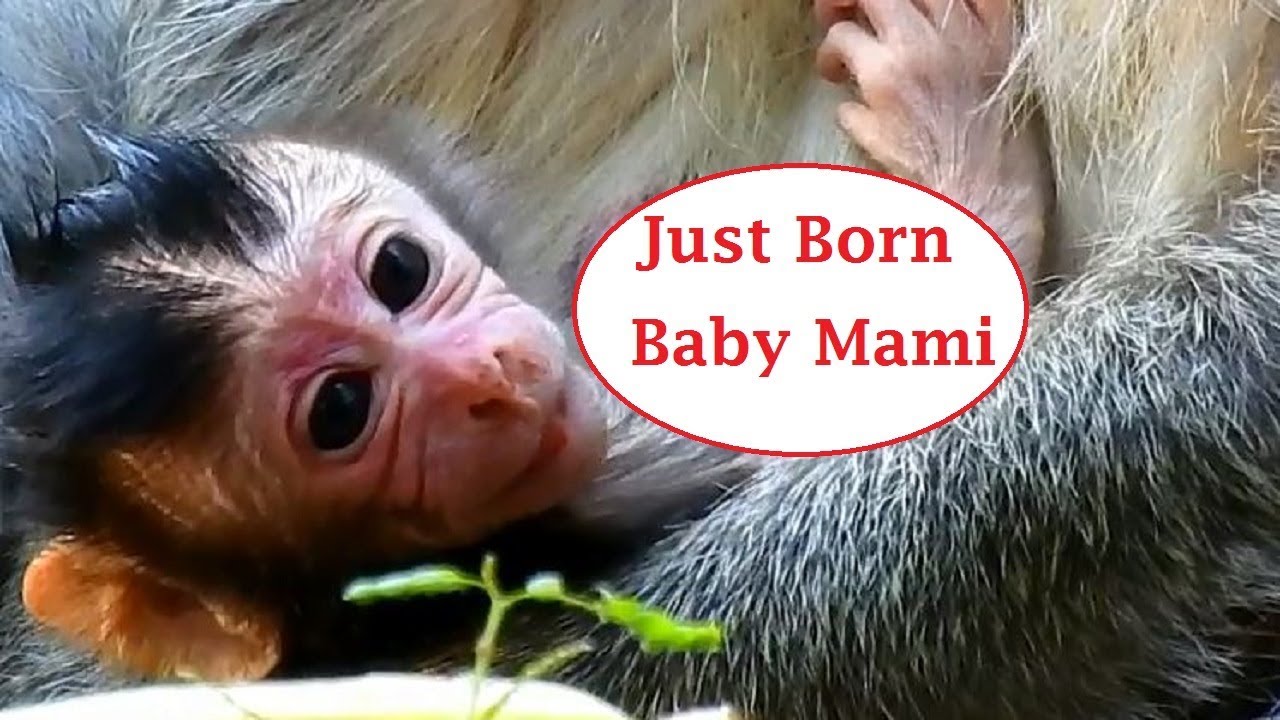 Just Born!! Baby Mami so cute and lay herself to the stone cos mum no ...