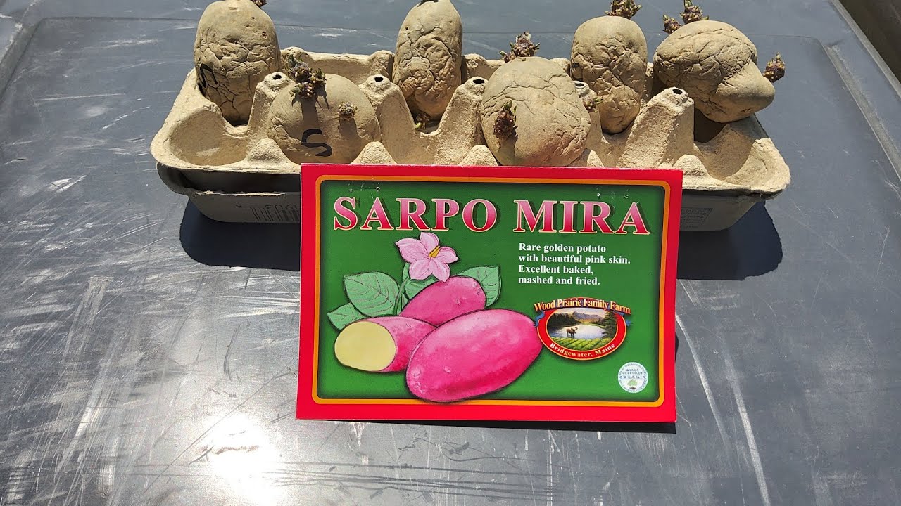Container Planting Sarpo Mira Seed Potatoes 4/24/23 - YouTube