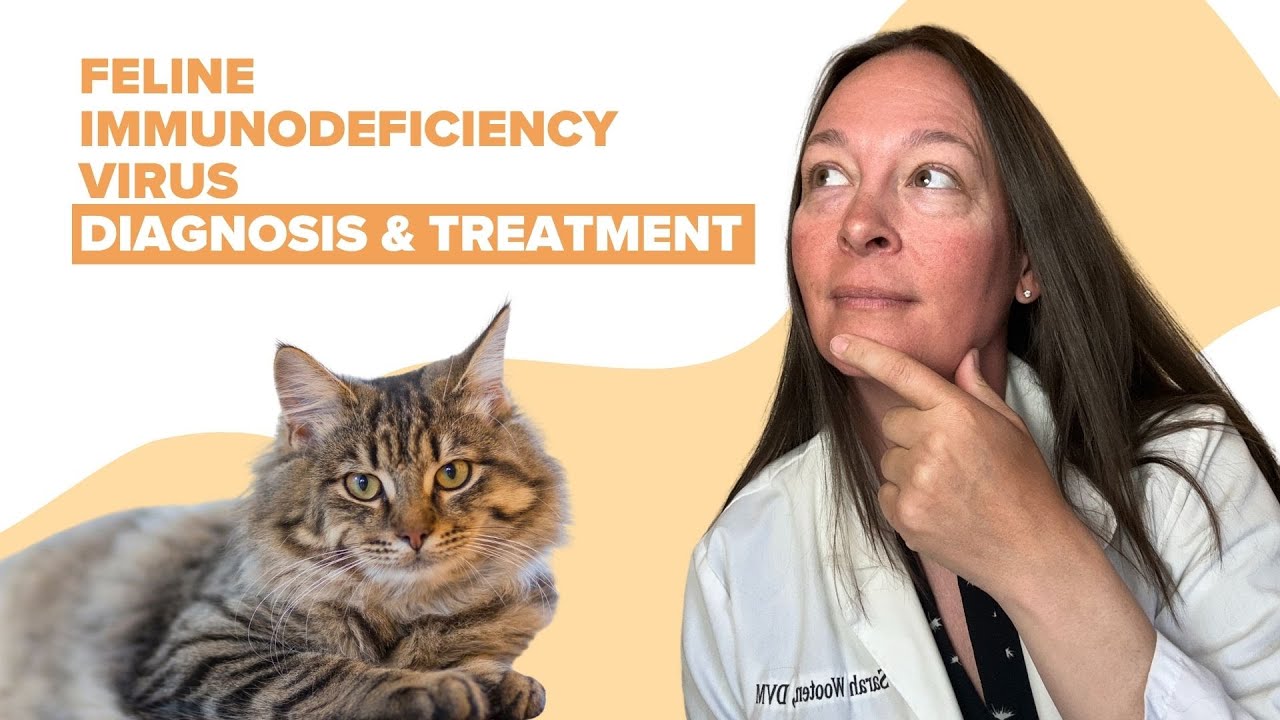 Feline Immunodeficiency Virus | Symptoms, Causes, Diagnosis & Treatment ...