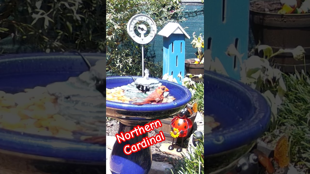 Northern Cardinal Spa time #birdbath #birdlovers #cardinal - YouTube