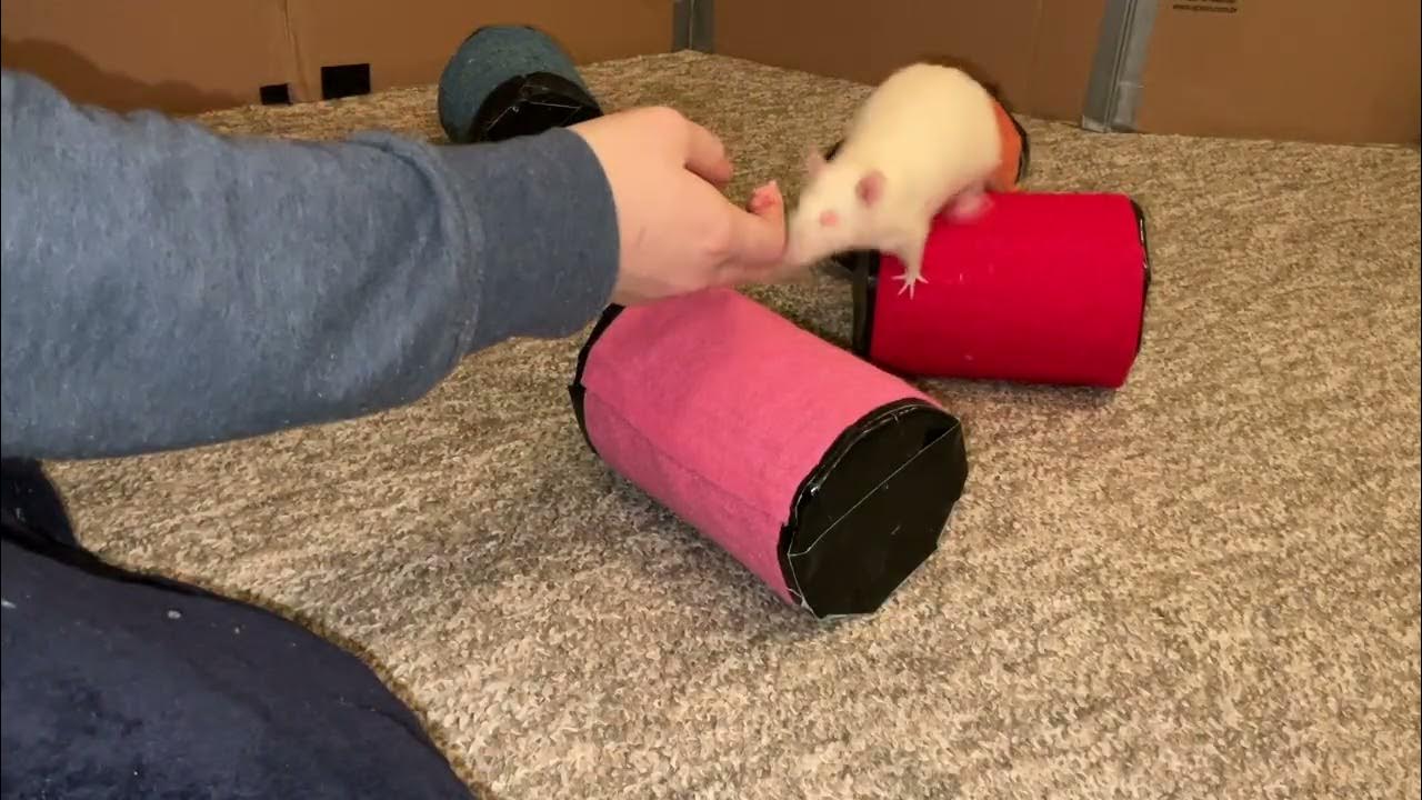 The floor is lava - pet rat edition (ft Omelet)! - YouTube