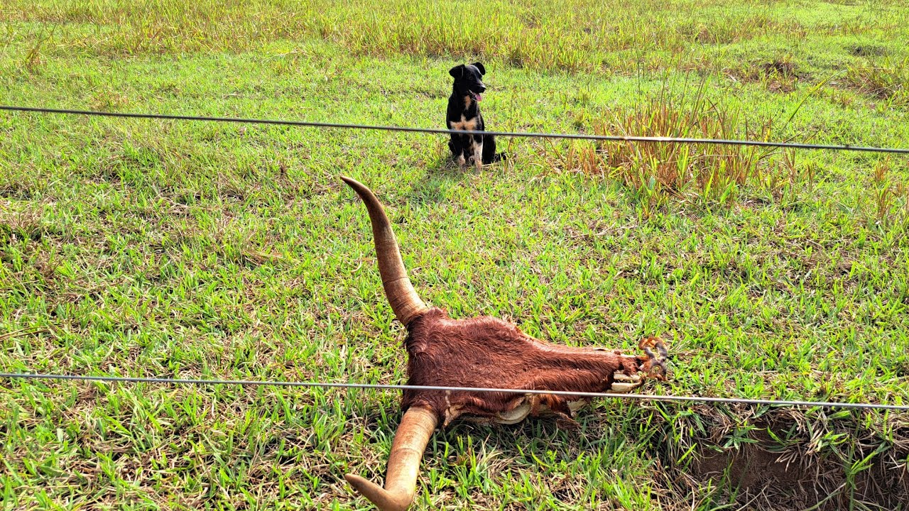 PESCARIA E VEJAM QUE A ONÇA FEZ COM ESSA VACA COITADINHA ME DEU MEDO E ...