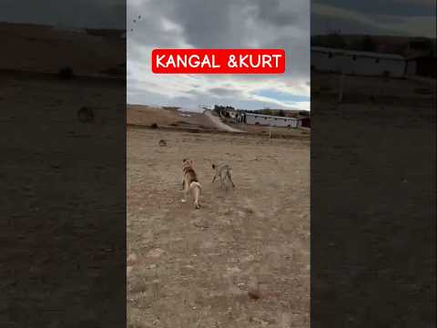 ÖLÜ KURT VE KURTÇU KÖPEK NASIL OLUR
