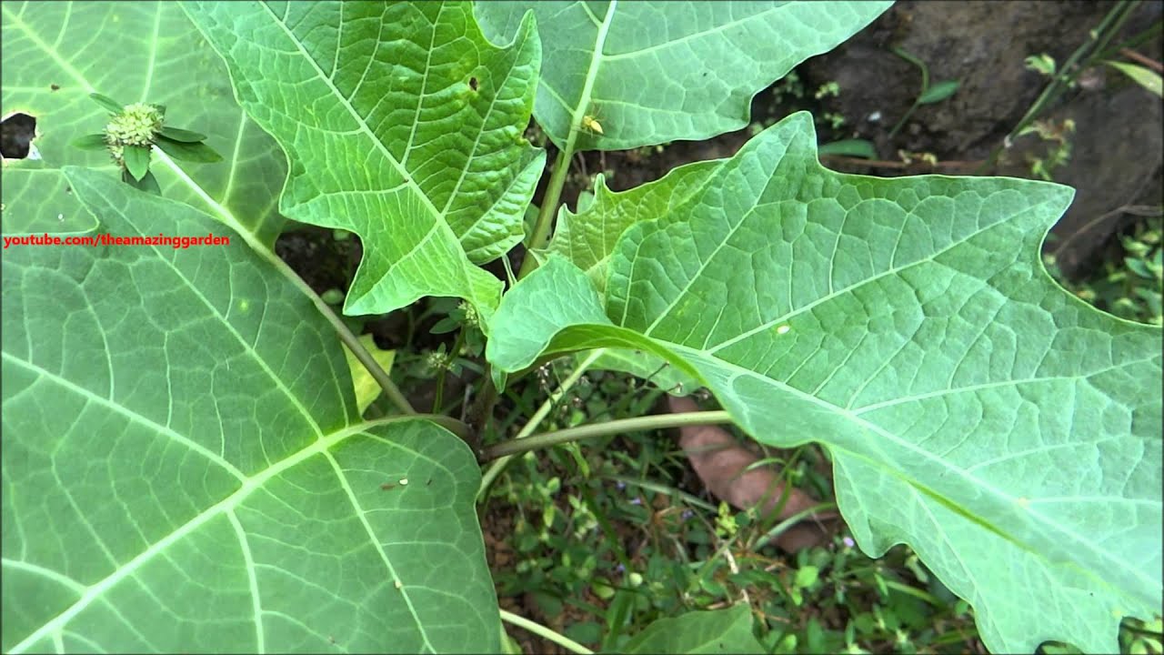 Datura metel - Devil's trumpet - Downy thorn apple - Horn of plenty ...