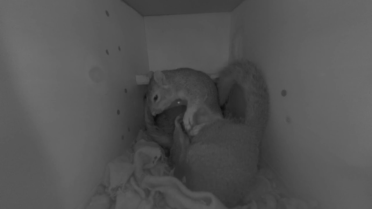 Video Gallery - Squirrel Boxes