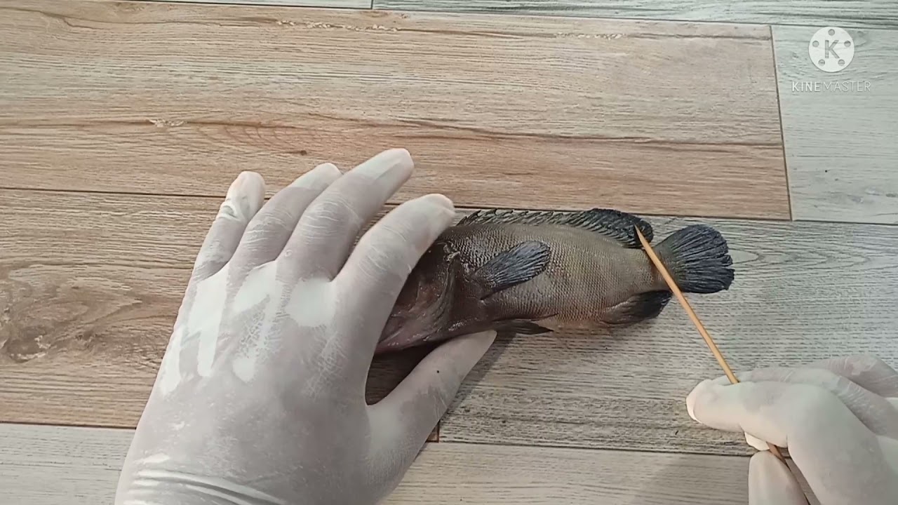 External Parts Of Fish And Its Function YouTube External Parts Of Fish And Its Function YouTube