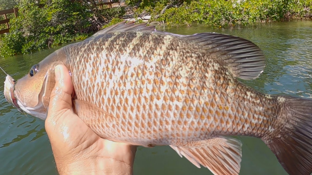 2 Hours Raw Uncut Saltwater Fishing With Shrimp And Cut Bait (Florida ...