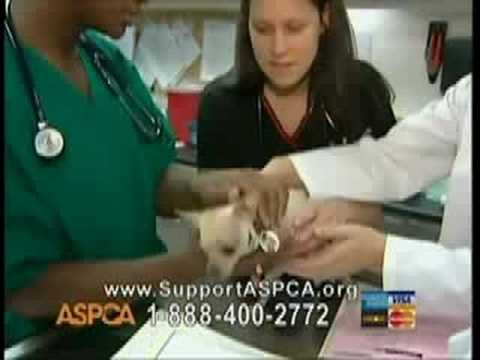 ASPCA Ryan Newman - YouTube