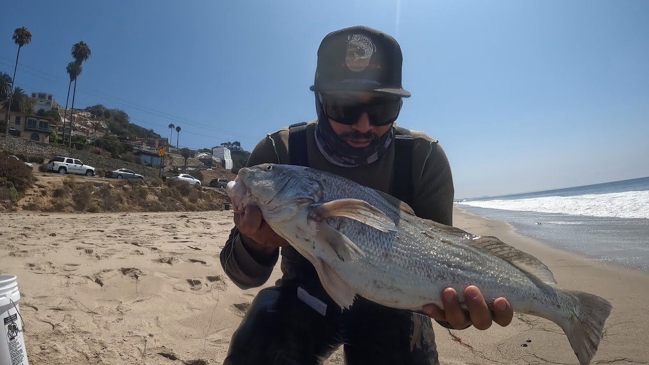 Amazing Catch A Big Corbina at Malibu Beach - YouTube