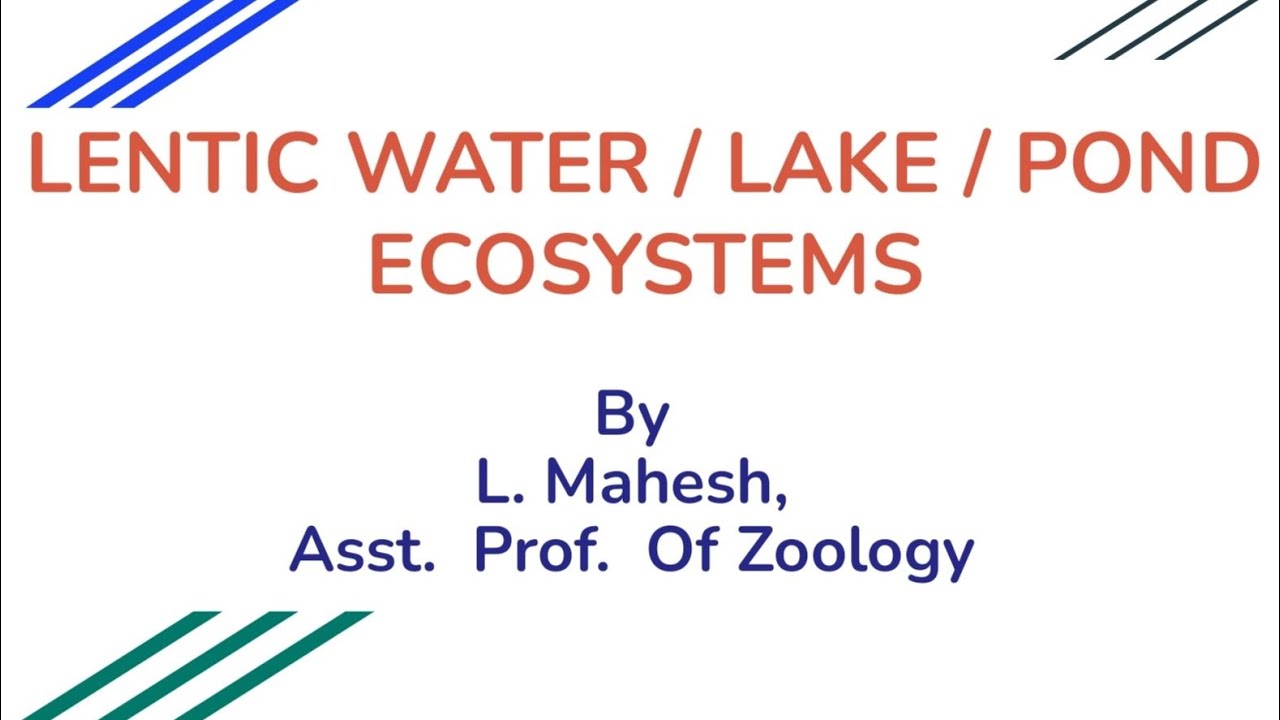 Lentic Water / Pond / Lake Ecosystems - YouTube