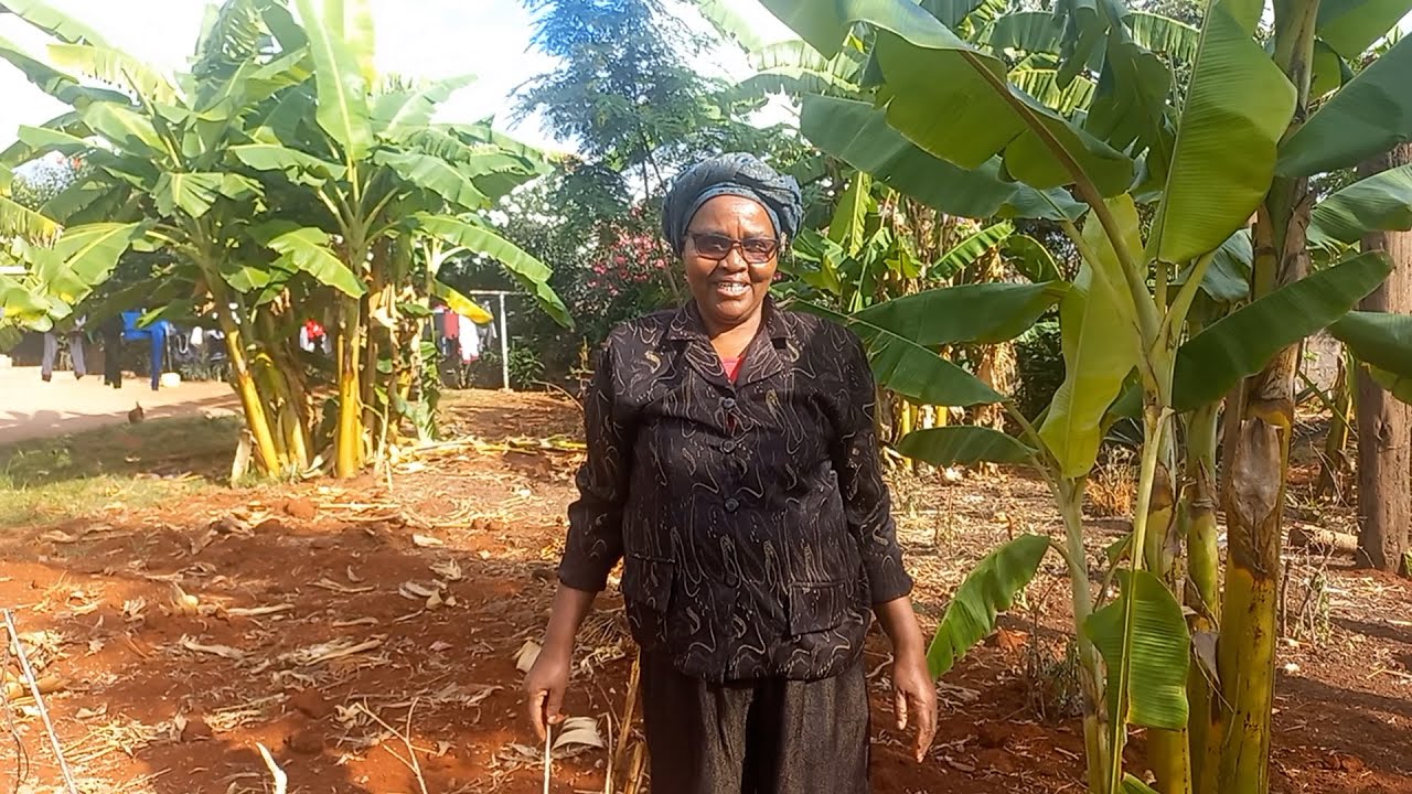 Mulching plants using dry banana leaves - YouTube