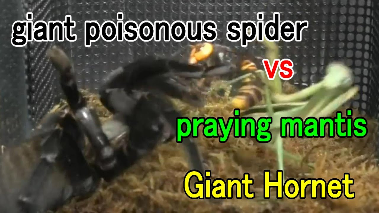 Giant poisonous spider vs praying mantis, giant hornet - YouTube