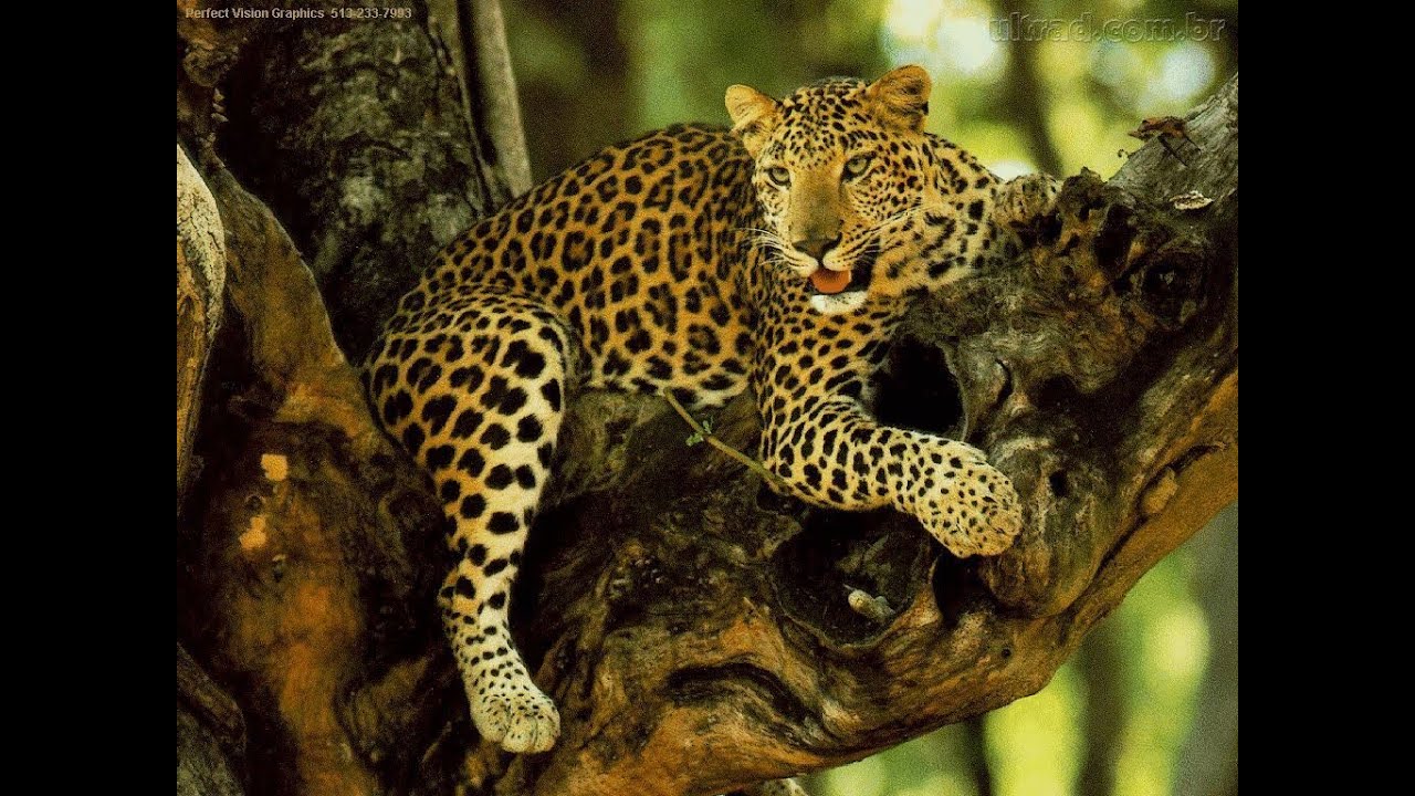 La Reina De Los Leopardos - Queen of leopardas - Son Leopard Live - YouTube